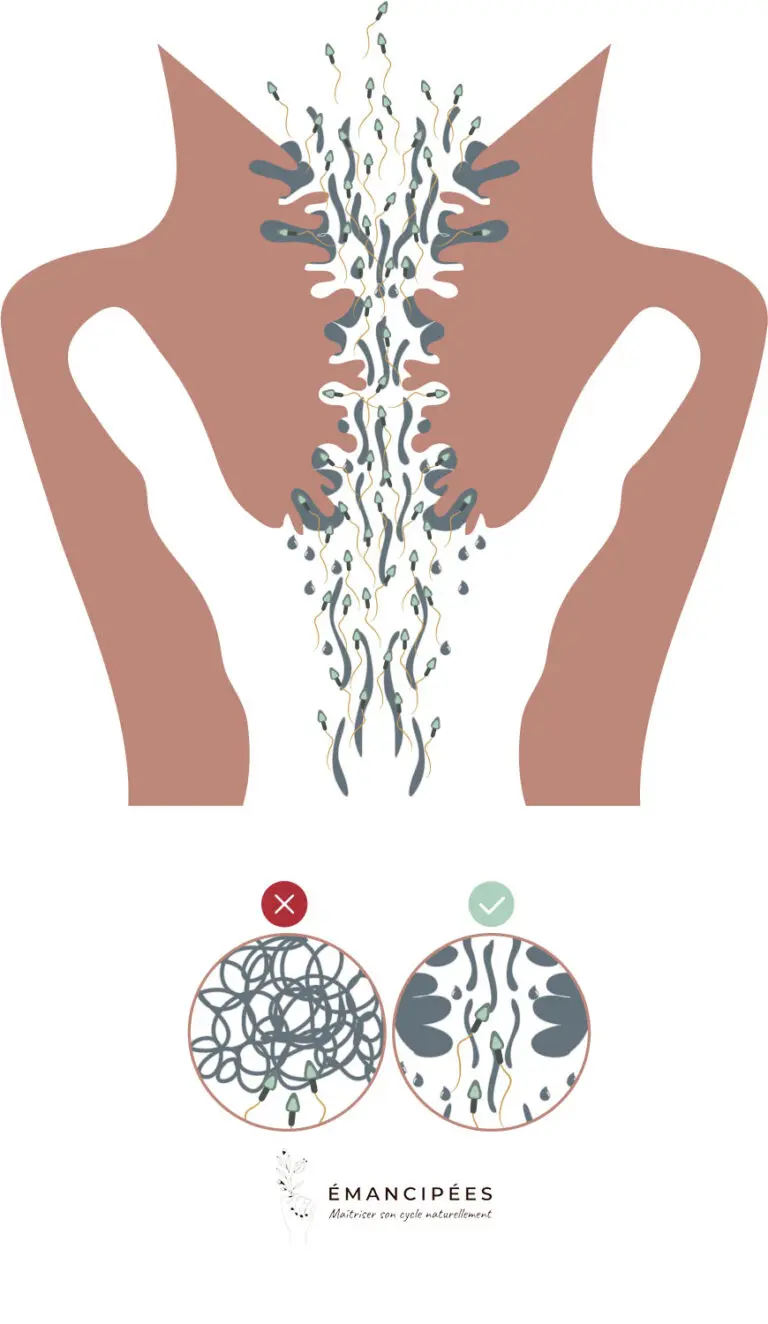 Comment améliorer sa glaire cervicale ? Le guide complet
