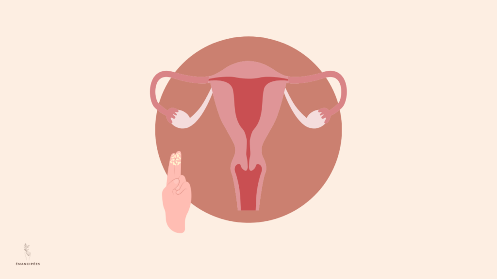 Glaire cervicale : définition, rôles, aspect au fil du cycle menstruel