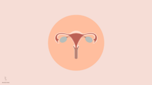 Endomètre & grossesse : son rôle clé dans la fertilité et la nidation ...